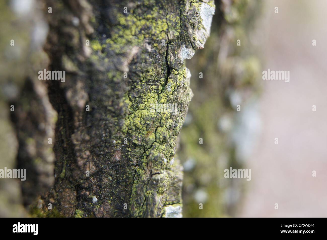 Granular Goldspeck Lichen (Candelariella xanthostigma) Fungi Stock ...