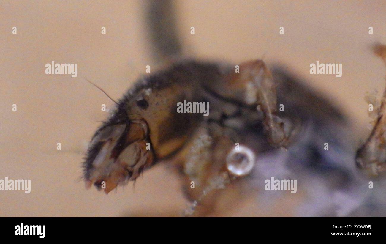 Net-spinning Caddisflies (Hydropsychidae) Insecta Stock Photo - Alamy