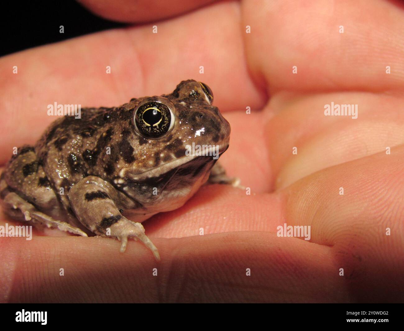 Cape sand frog (Tomopterna delalandii) Amphibia Stock Photo - Alamy