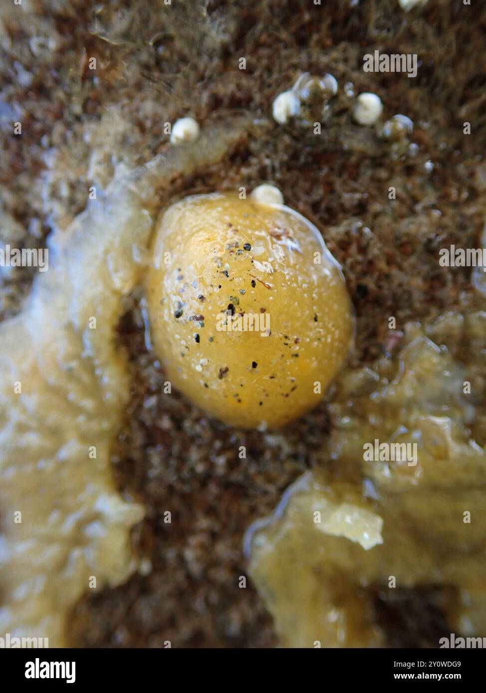 Monterey Dorid (Doris montereyensis) Mollusca Stock Photo - Alamy