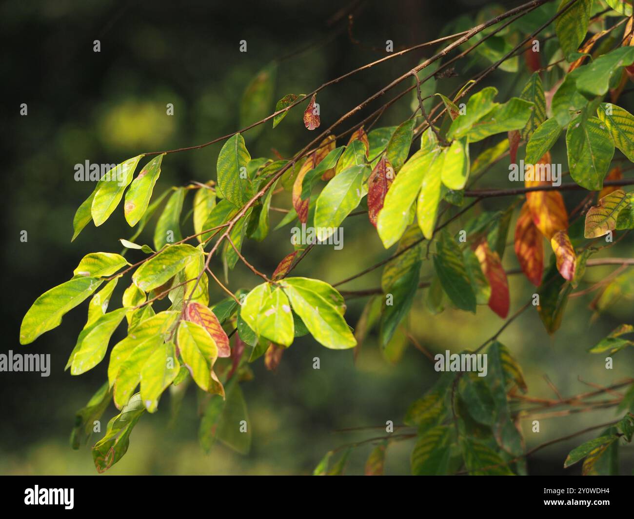 Pop-gun Seed (Bridelia tomentosa) Plantae Stock Photo - Alamy