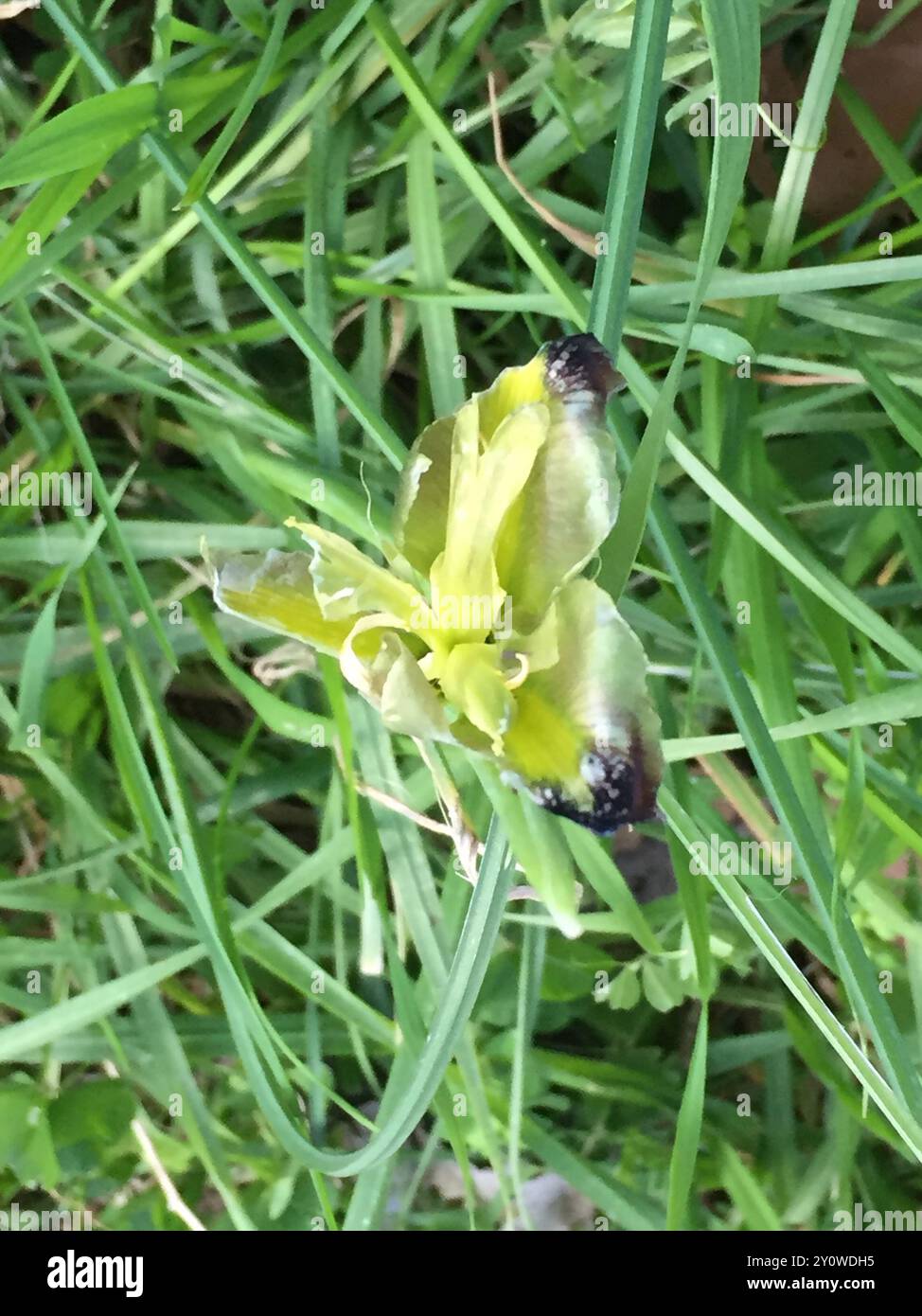 Snake's-head Iris (Iris tuberosa) Plantae Stock Photo - Alamy