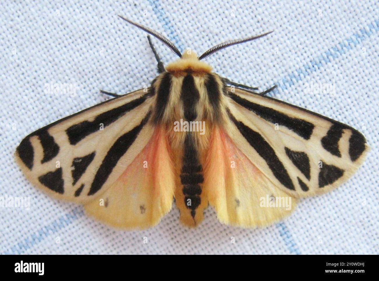 Harnessed Tiger Moth (Apantesis phalerata) Insecta Stock Photo - Alamy