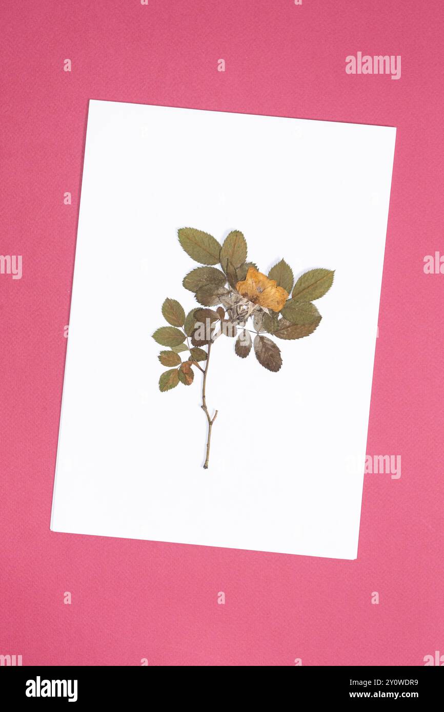 Mold on herbarium on dried tea rose plant due to improper storage Stock ...