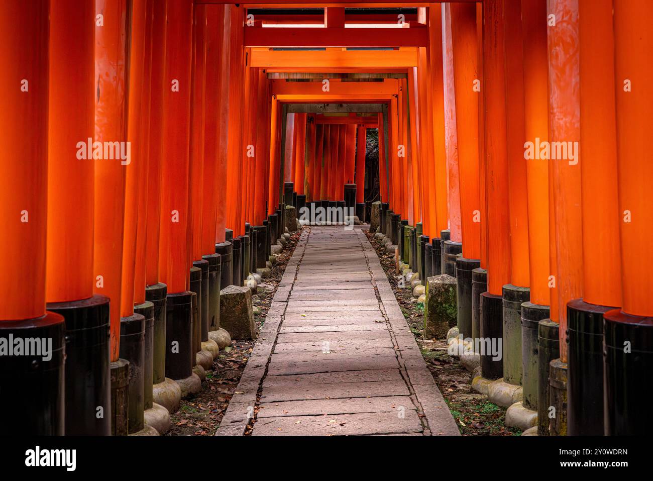 orange torii gates at the fushimi inari shrine in kyoto, japan Stock ...