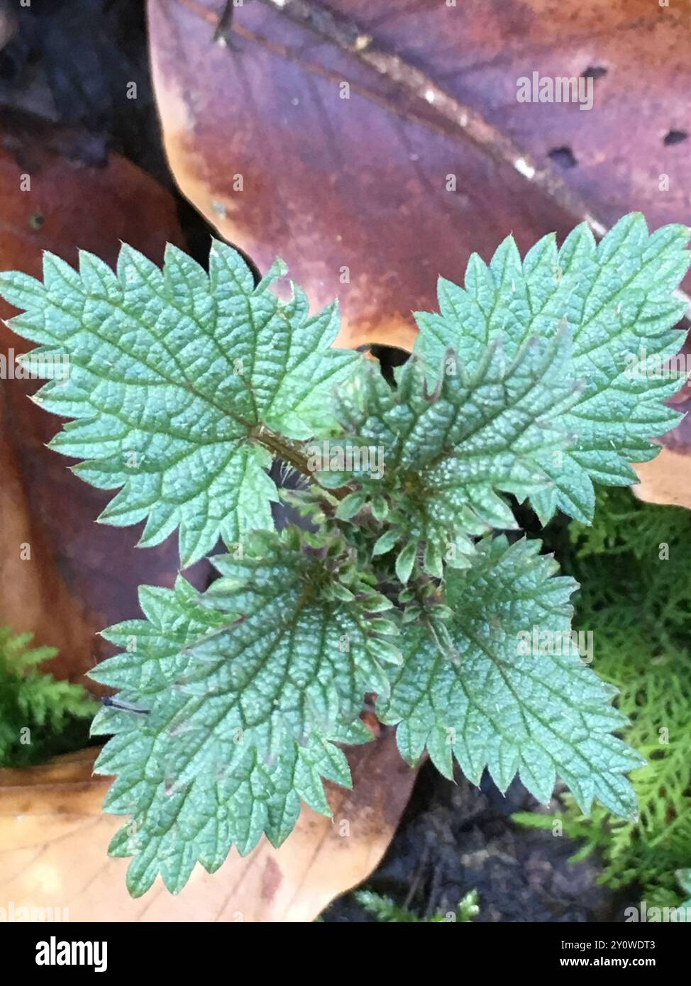 Dwarf Nettle (Urtica urens) Plantae Stock Photo - Alamy
