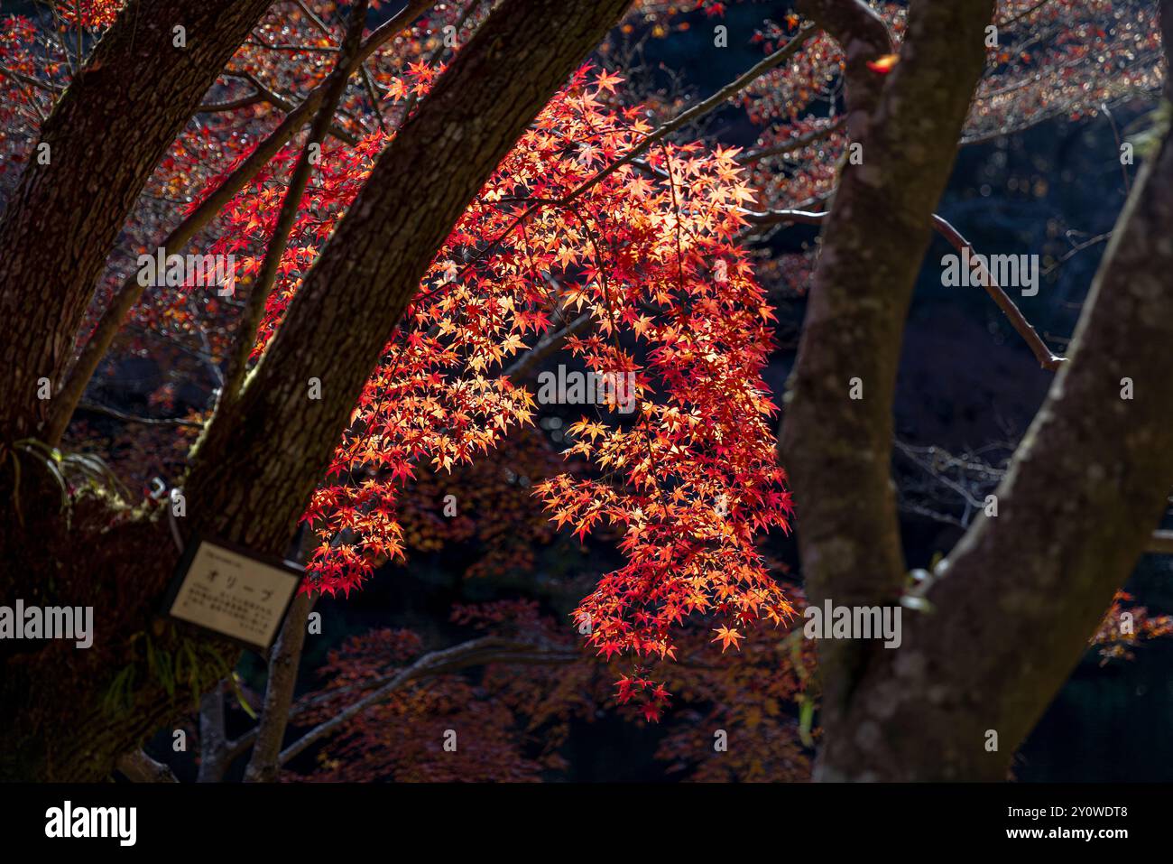 Red maple tree branch is growing between two tree trunks japan Stock ...