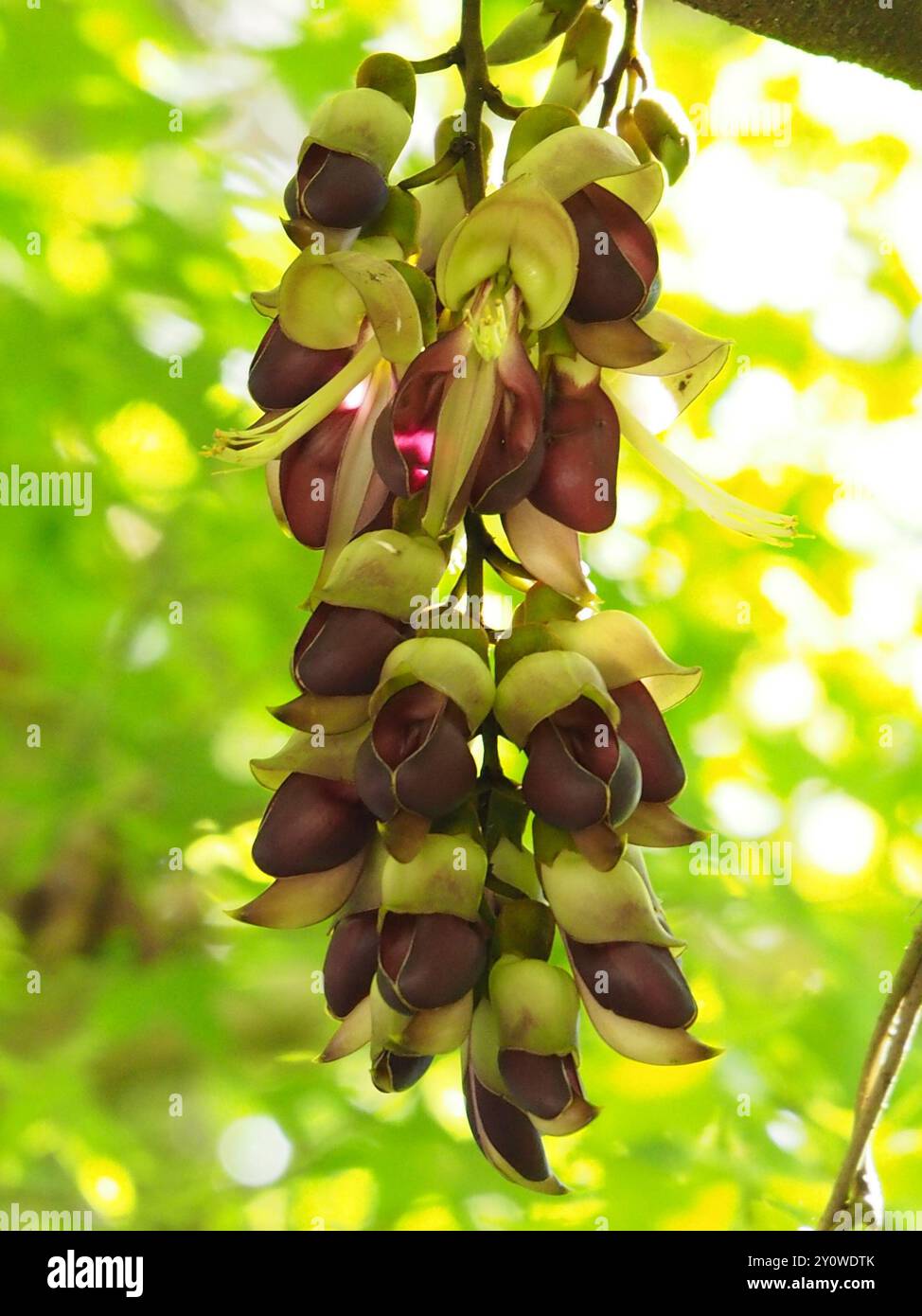 long-fruited mucuna (Mucuna macrocarpa) Plantae Stock Photo - Alamy