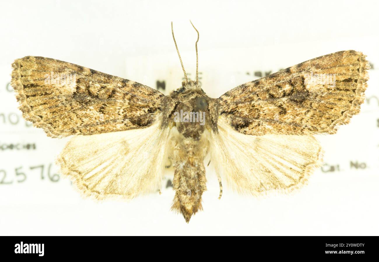 Rusty Shoulder Knot Moth (Aseptis binotata) Insecta Stock Photo - Alamy