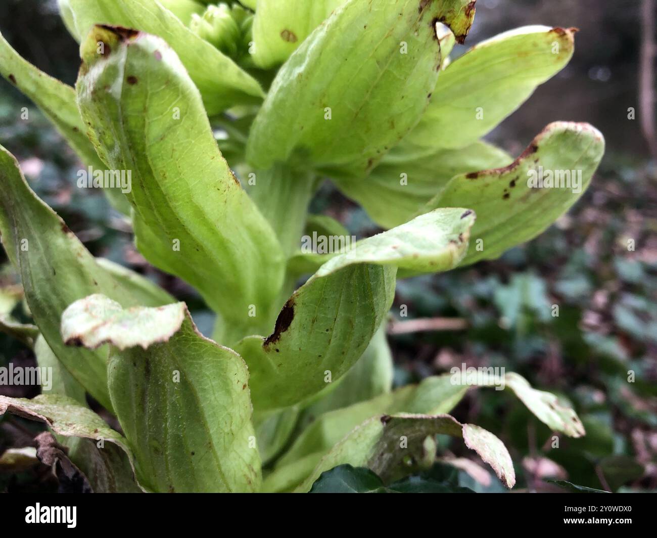 Giant Butterbur (Petasites japonicus) Plantae Stock Photo - Alamy