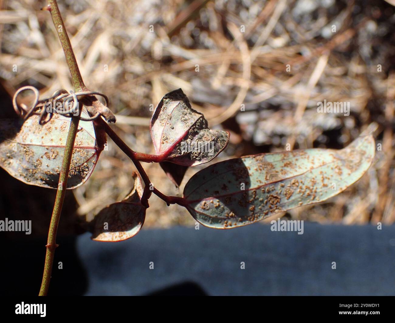 sawbrier (Smilax glauca) Plantae Stock Photo - Alamy