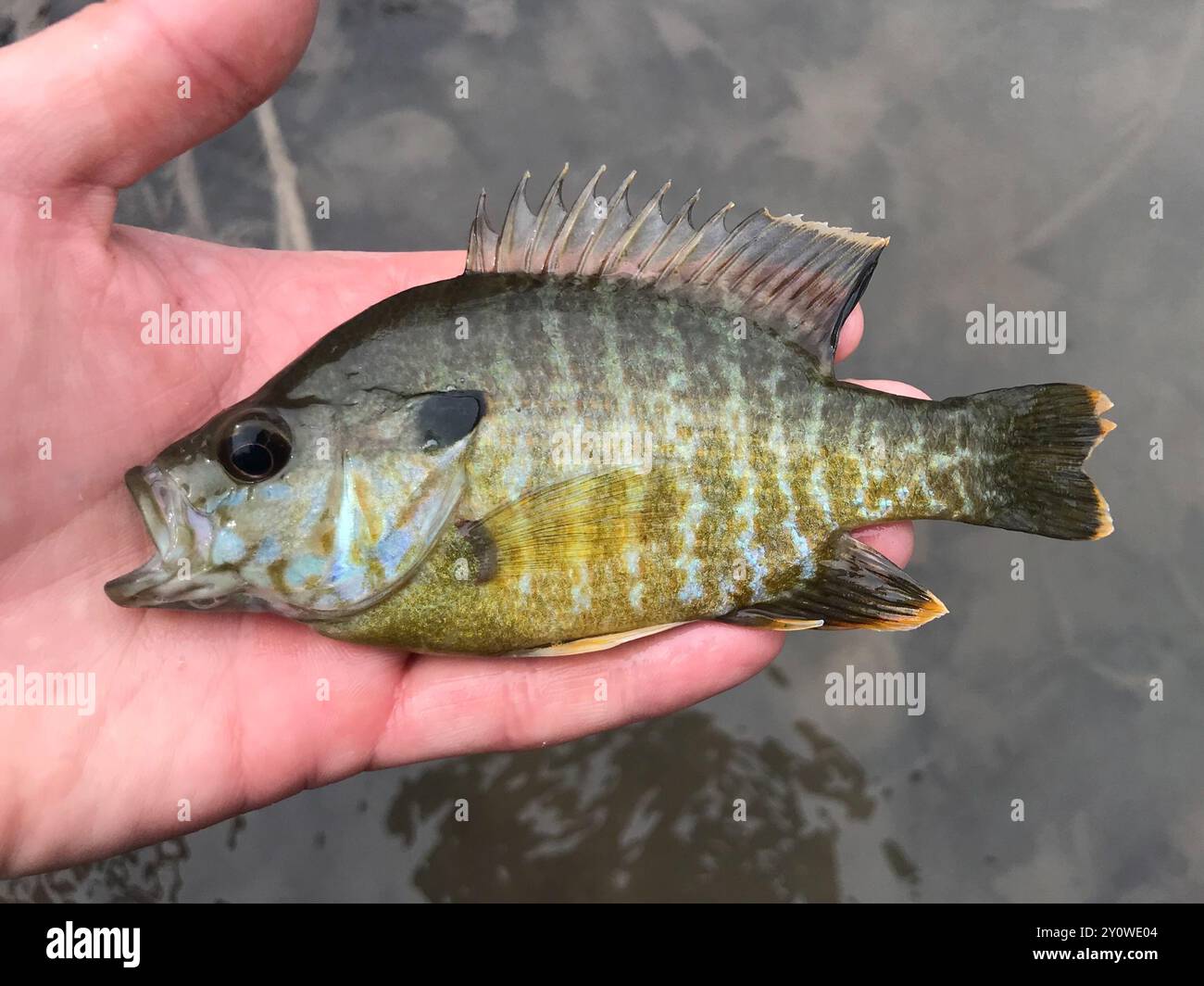 Greengill Sunfish (Lepomis macrochirus × cyanellus) Actinopterygii ...