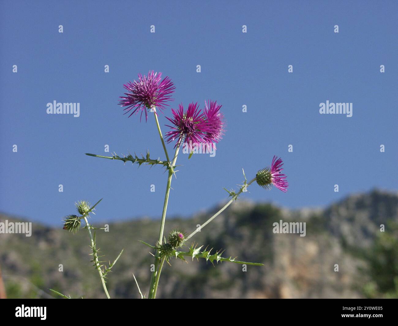Boar Thistle (Galactites tomentosus) Plantae Stock Photo - Alamy
