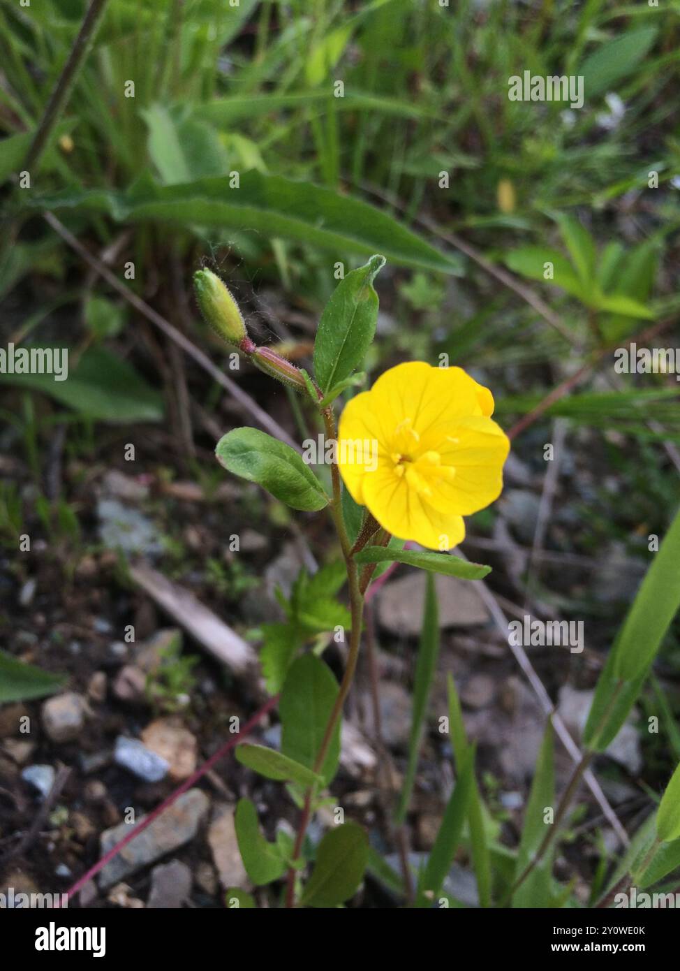Small Sundrops (Oenothera perennis) Plantae Stock Photo - Alamy