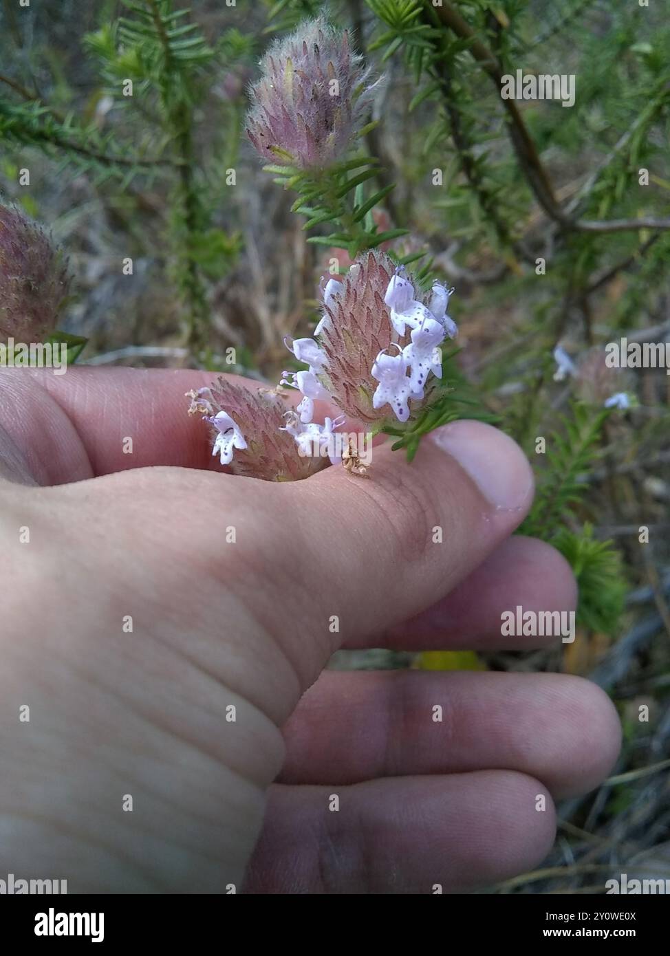 Florida pennyroyal (Piloblephis rigida) Plantae Stock Photo - Alamy