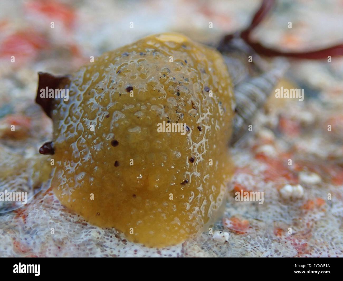 Monterey Dorid (Doris montereyensis) Mollusca Stock Photo - Alamy