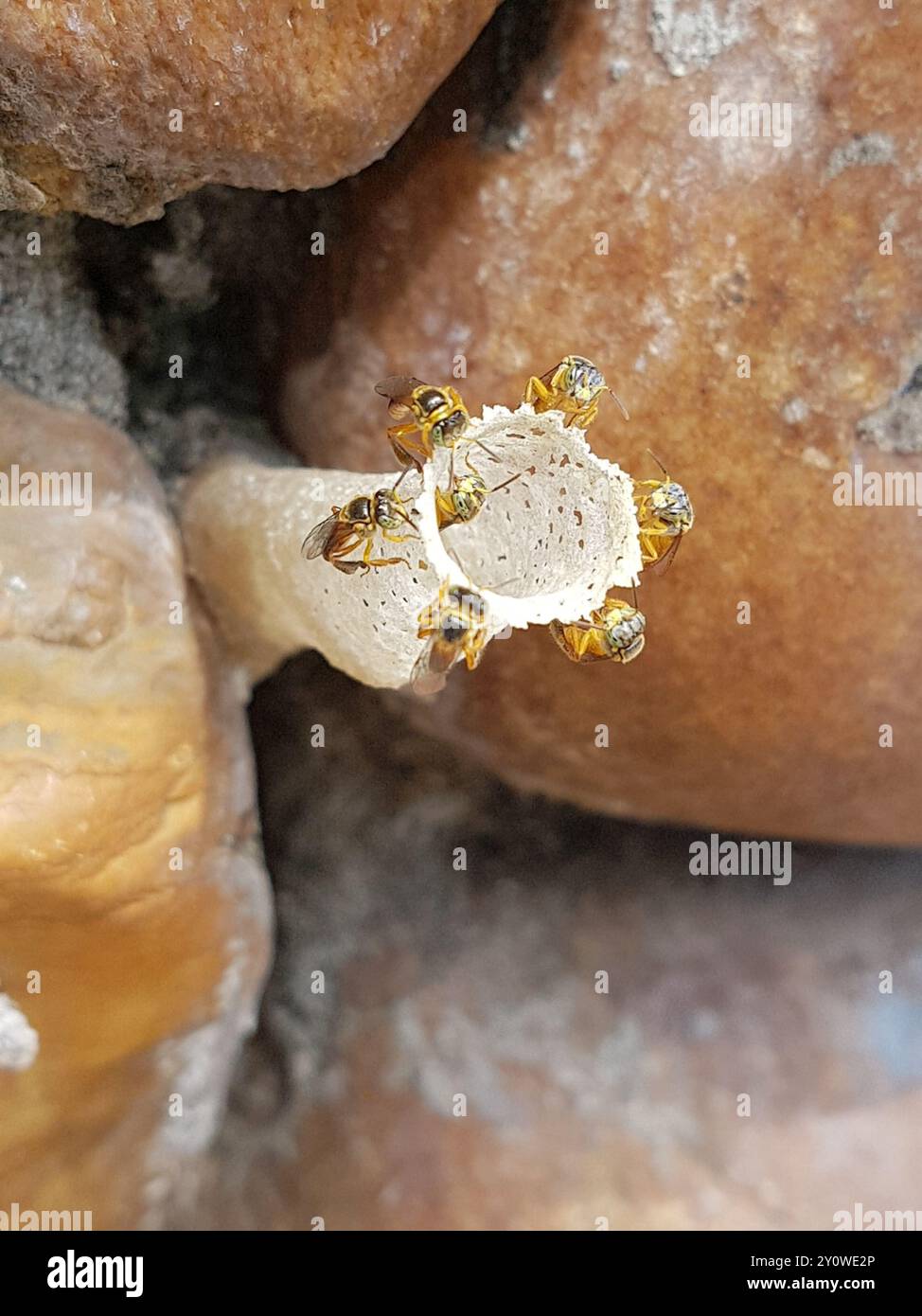Narrow Stingless Bee (Tetragonisca angustula) Insecta Stock Photo - Alamy