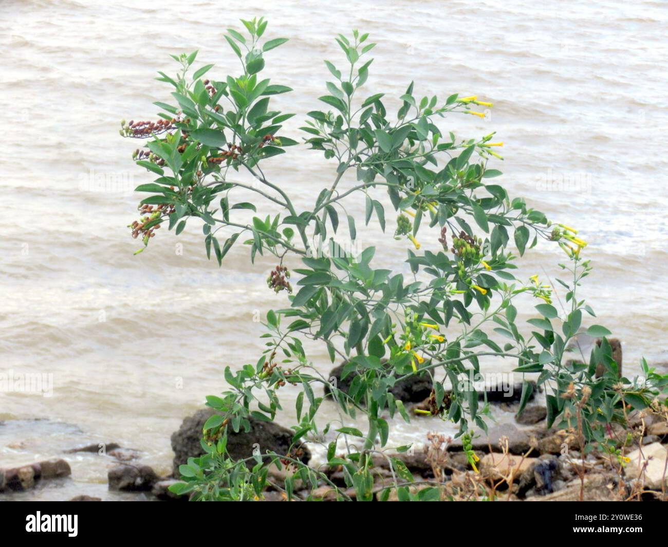 tree tobacco (Nicotiana glauca) Plantae Stock Photo - Alamy