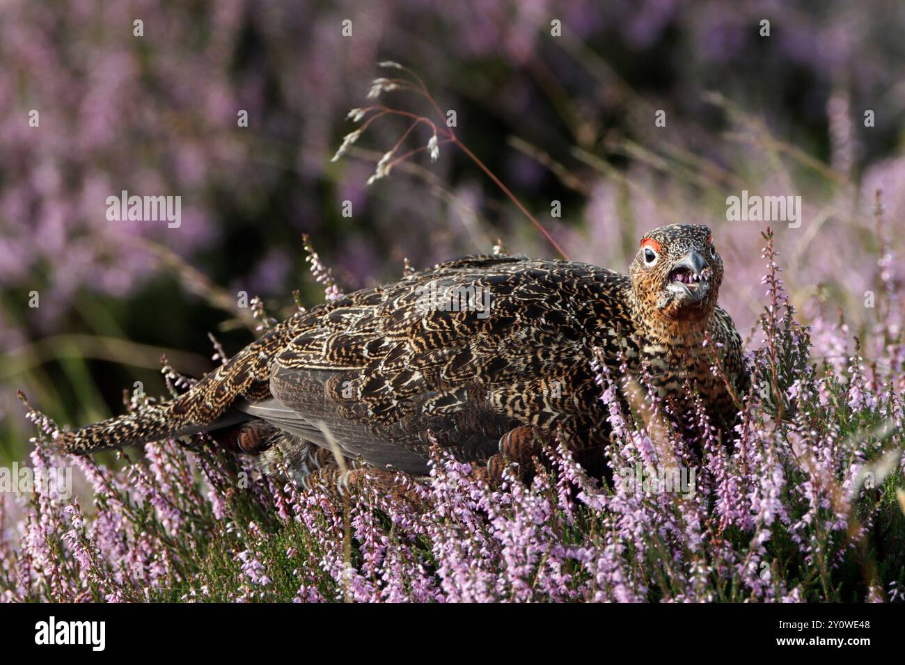 RED GROUSE (Lagopus lagopus scoticus) eating the flowers of common ...