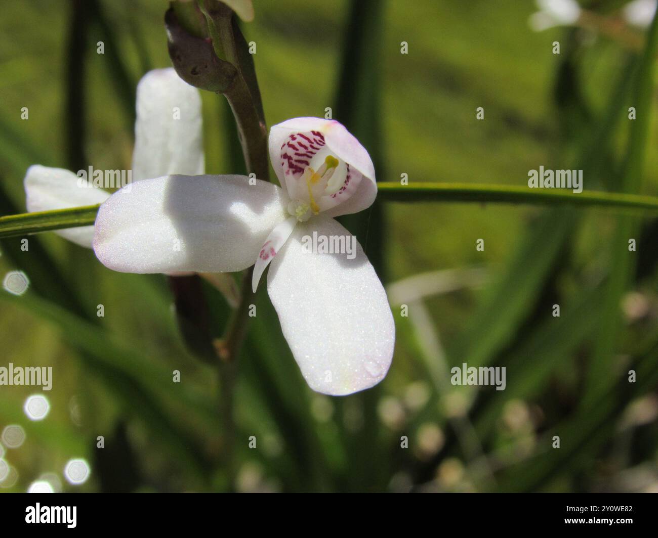 Painted Disa (Disa caulescens) Plantae Stock Photo - Alamy