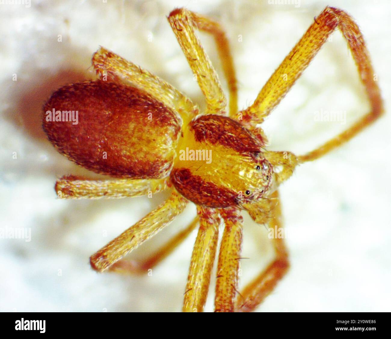 White-striped Running Crab Spider (Philodromus rufus) Arachnida Stock ...