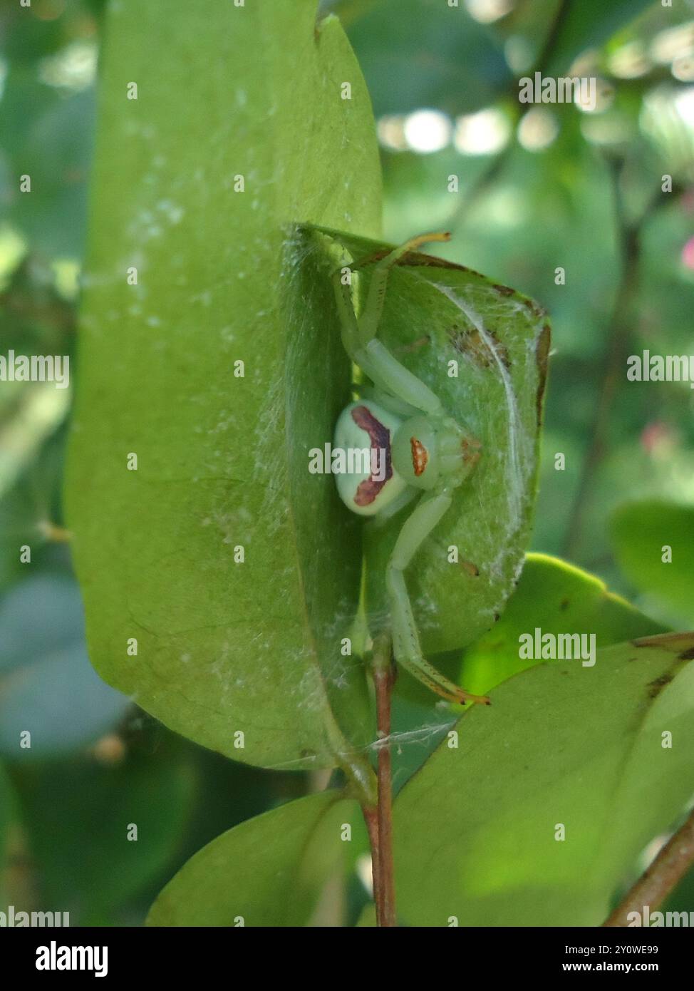 Misumenops callinurus hi-res stock photography and images - Alamy