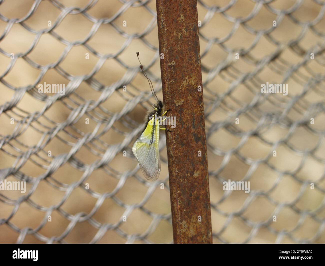 (Libelloides baeticus) Insecta Stock Photo - Alamy
