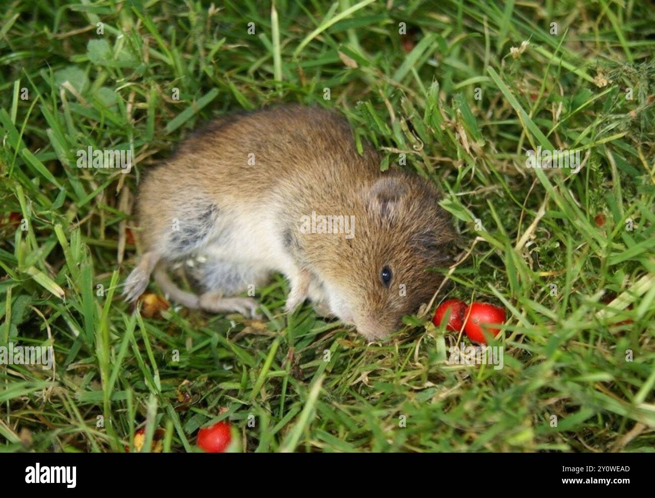 Common Vole (Microtus arvalis) Mammalia Stock Photo - Alamy
