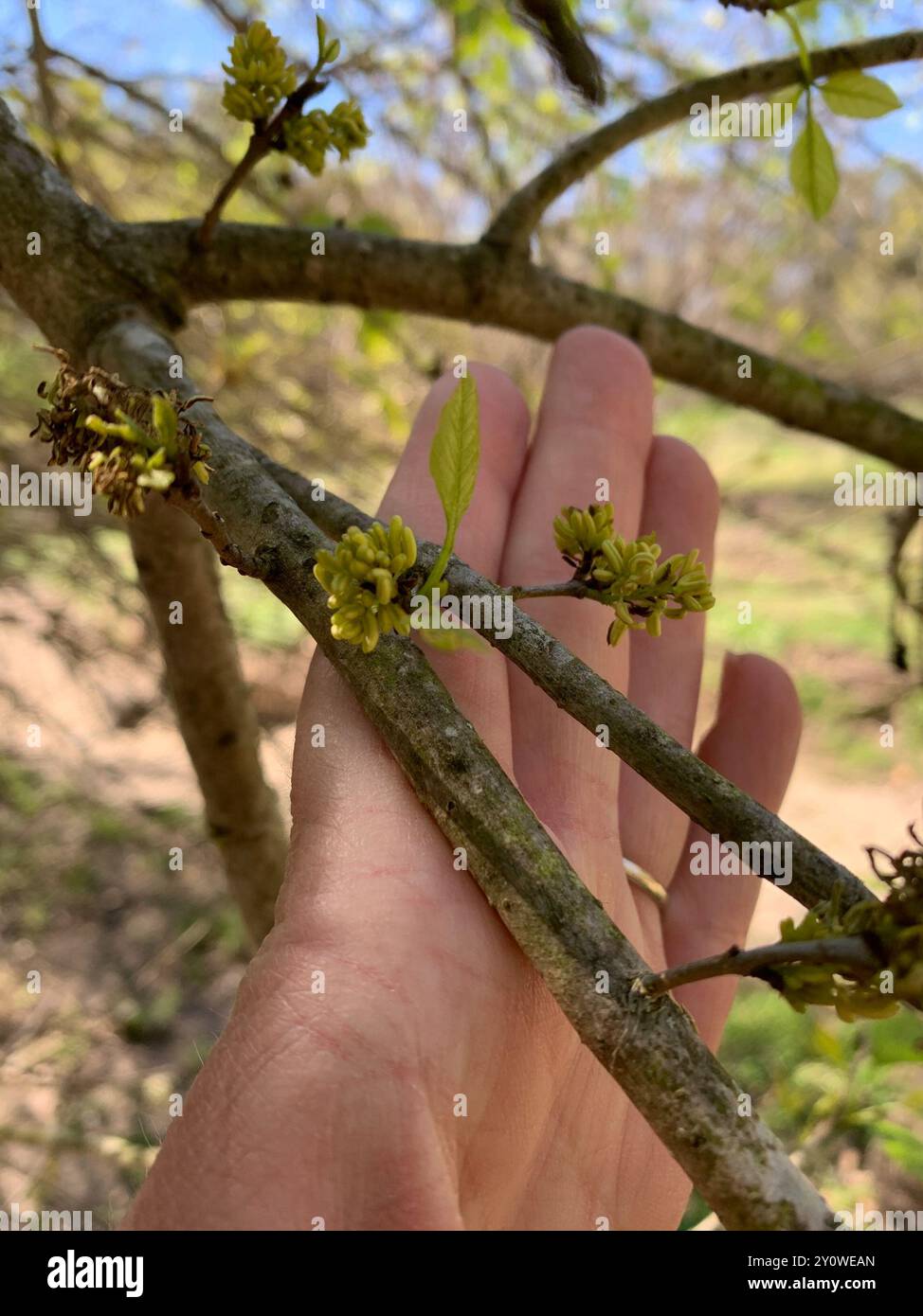 ashes (Fraxinus) Plantae Stock Photo - Alamy