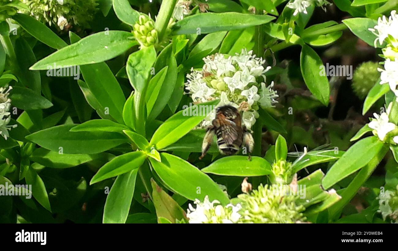 Longhorn Bees (Eucerini) Insecta Stock Photo - Alamy