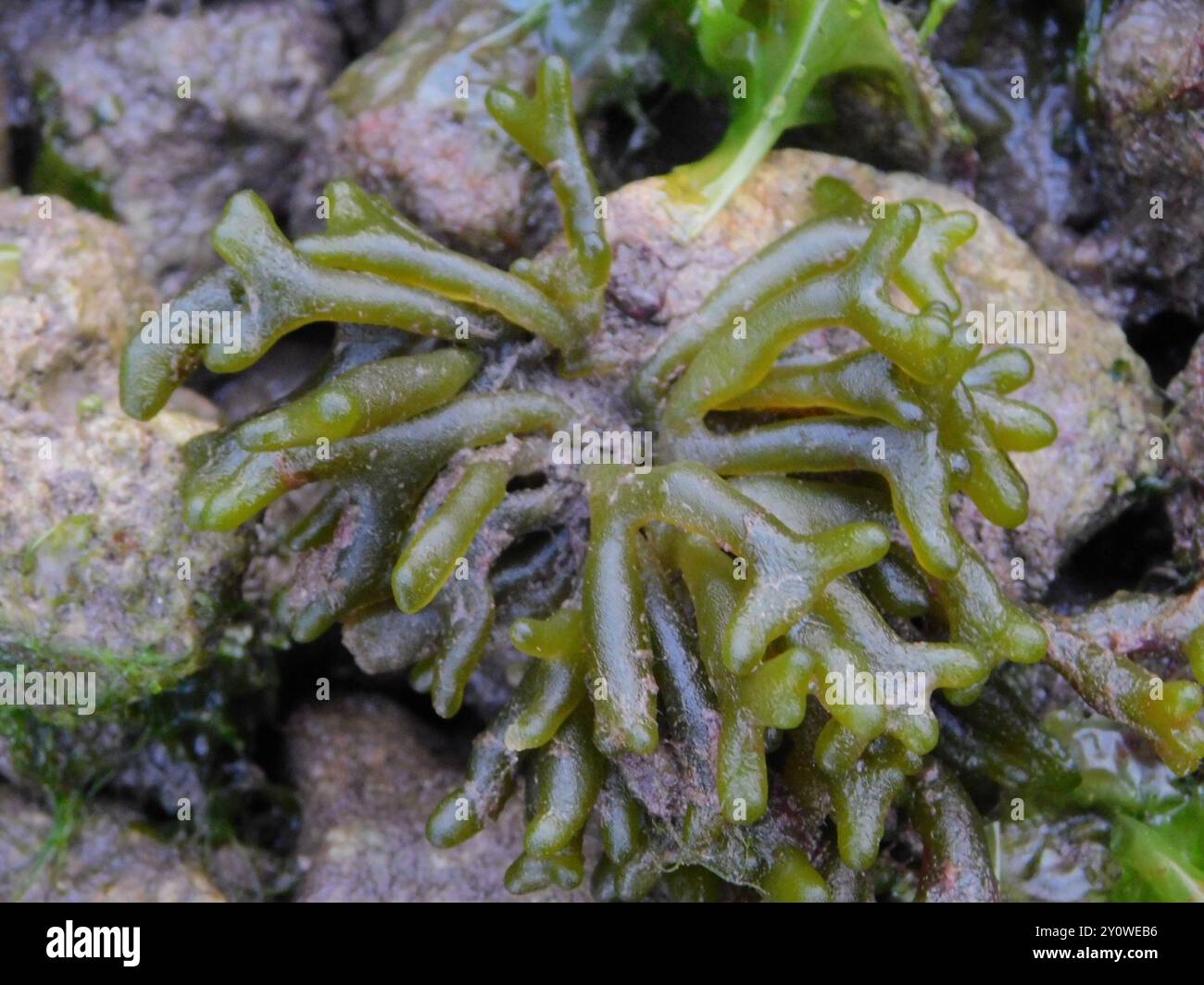 Dead Man's Fingers (Codium fragile) Plantae Stock Photo - Alamy