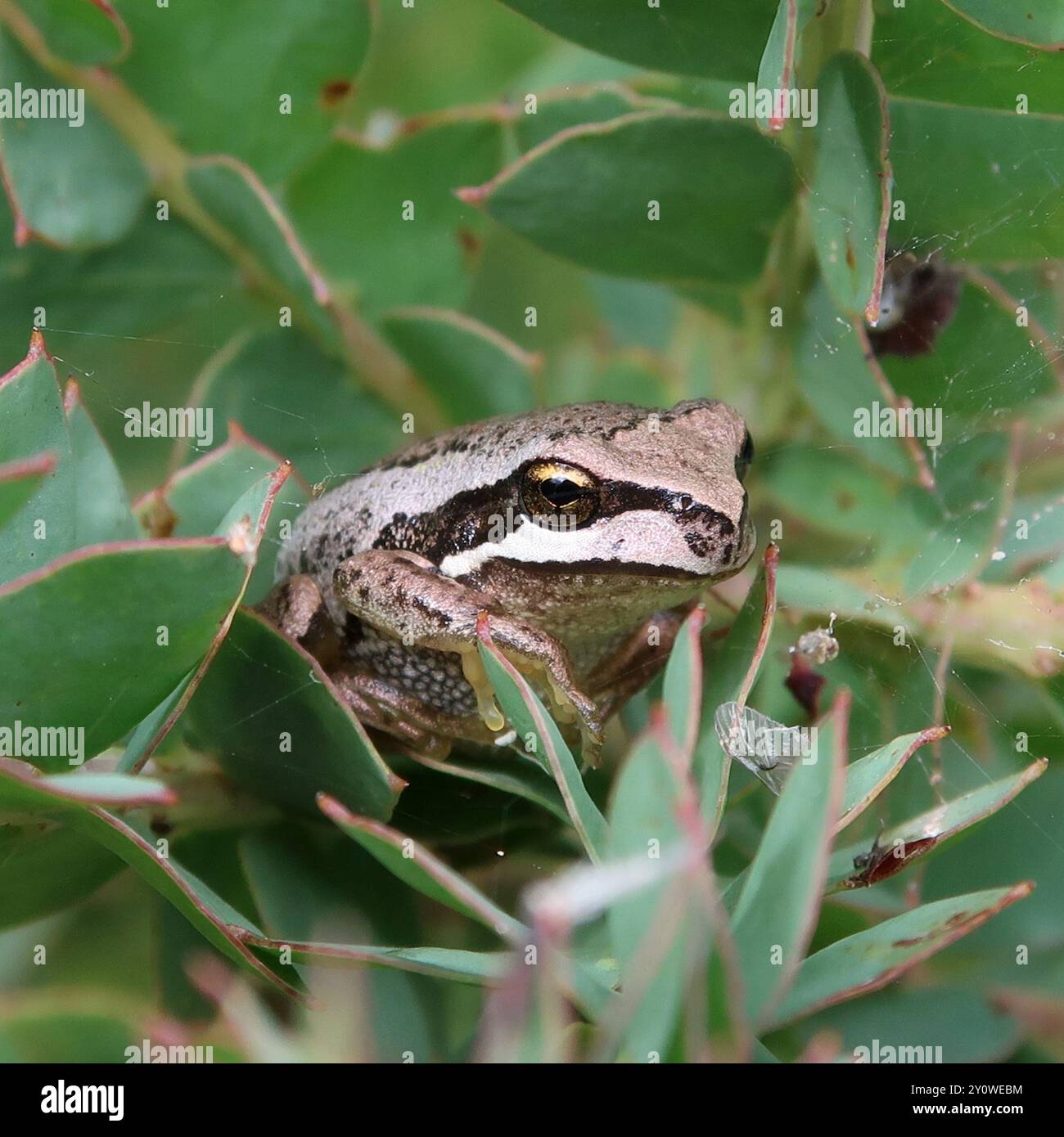 Brown Tree Frog (Litoria ewingii) Amphibia Stock Photo - Alamy