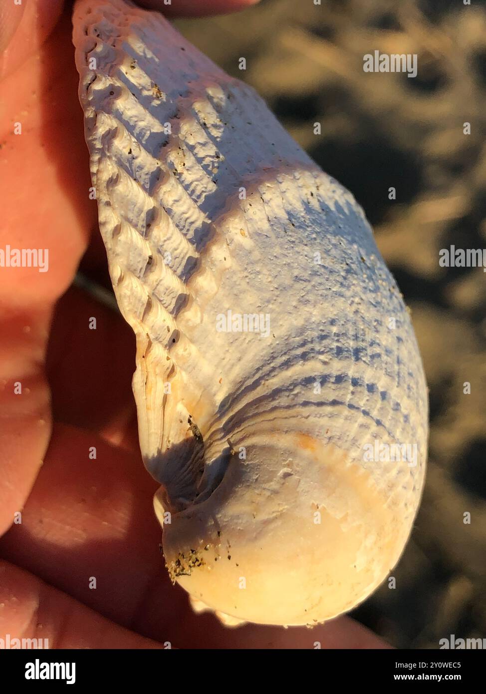 Nuttall's Cockle (Clinocardium nuttallii) Mollusca Stock Photo - Alamy