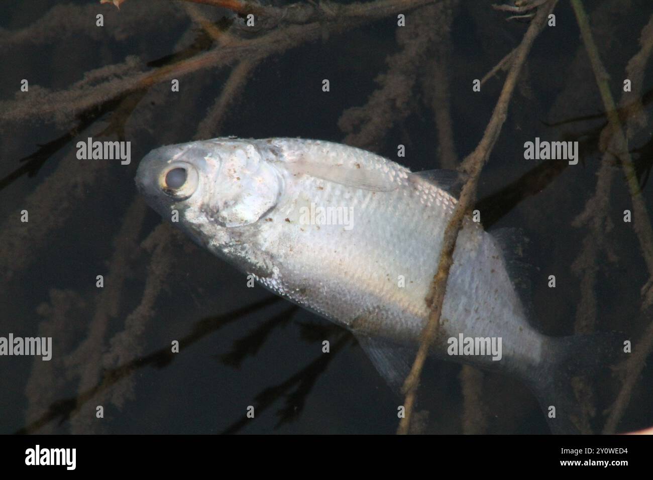 American gizzard shad hi-res stock photography and images - Alamy