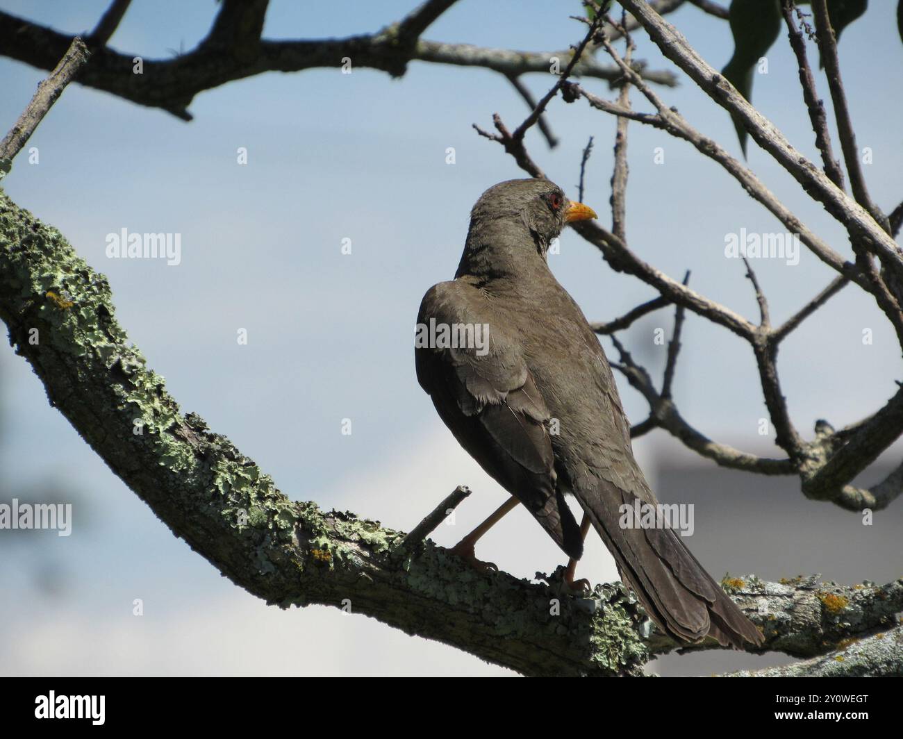 Great Thrush (Turdus fuscater) Aves Stock Photo - Alamy