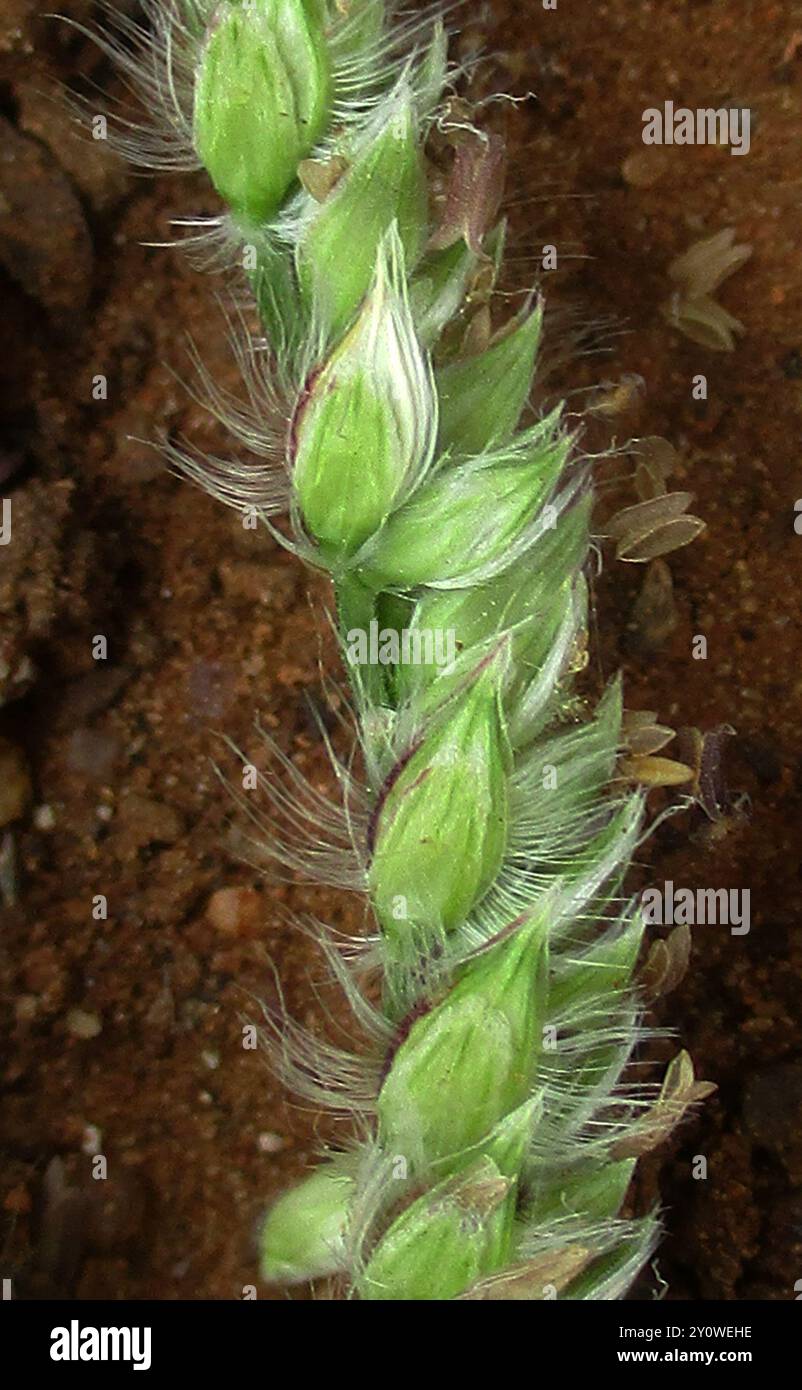 grasses (Poaceae) Plantae Stock Photo - Alamy
