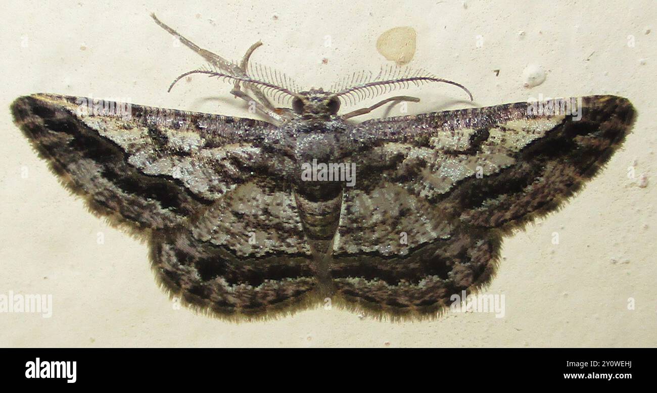 Geometer Moths (Geometridae) Insecta Stock Photo - Alamy
