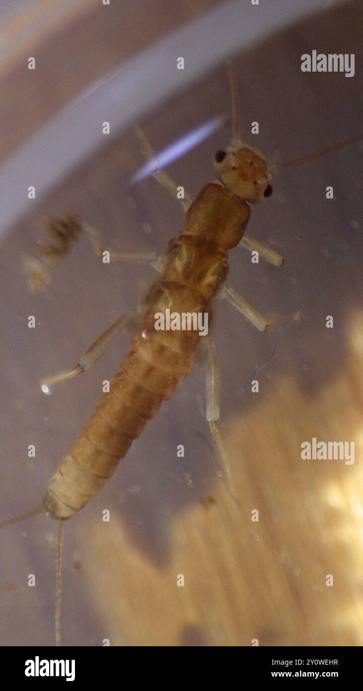 Small Winter Stoneflies (Capniidae) Insecta Stock Photo - Alamy