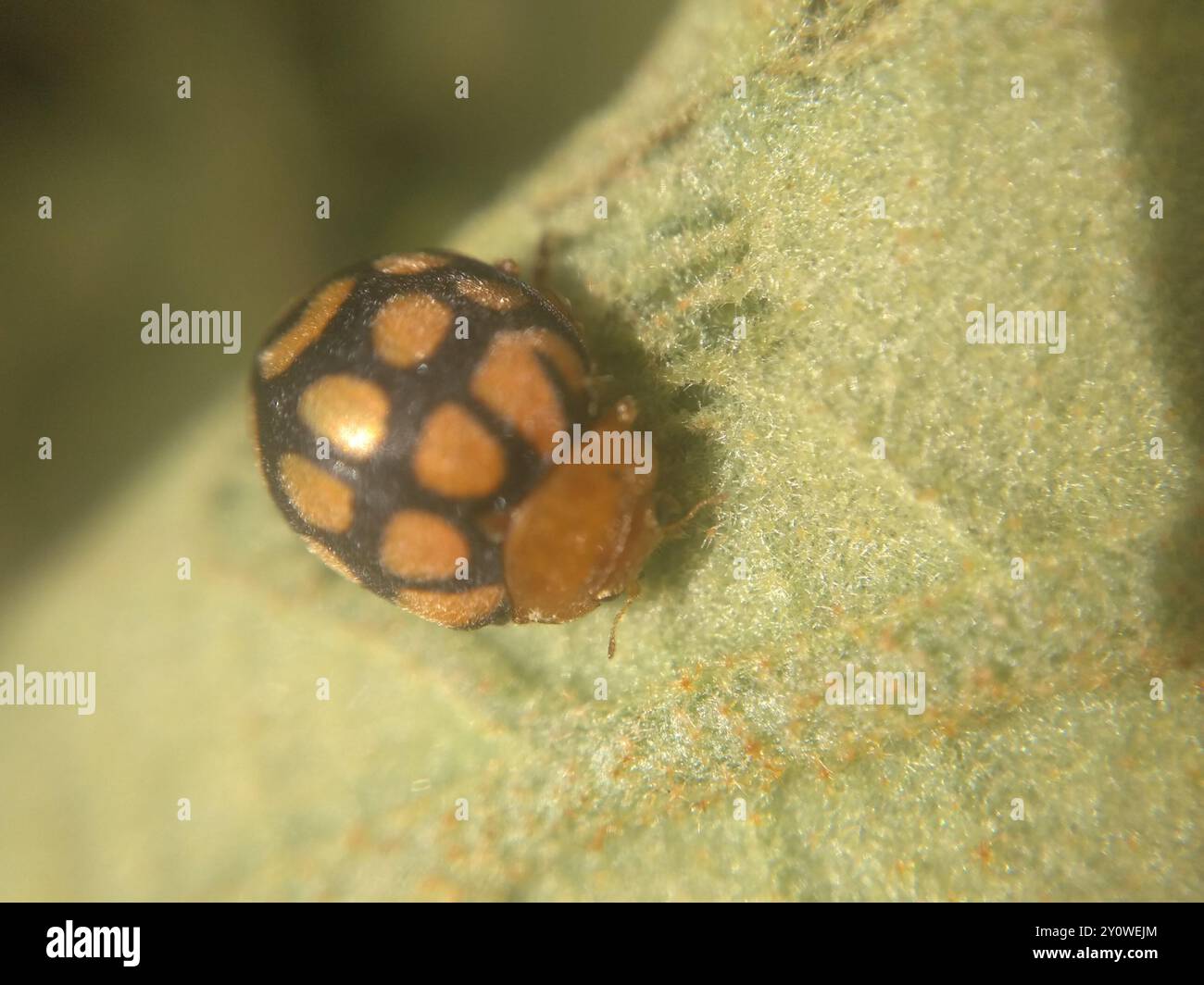 Potato Lady Beetle (Solanophila dregei) Insecta Stock Photo - Alamy