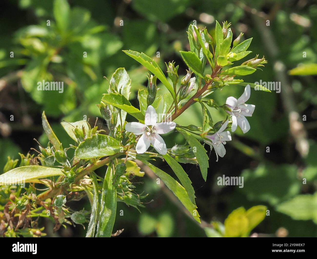 Goatweed (Capraria biflora) Plantae Stock Photo - Alamy