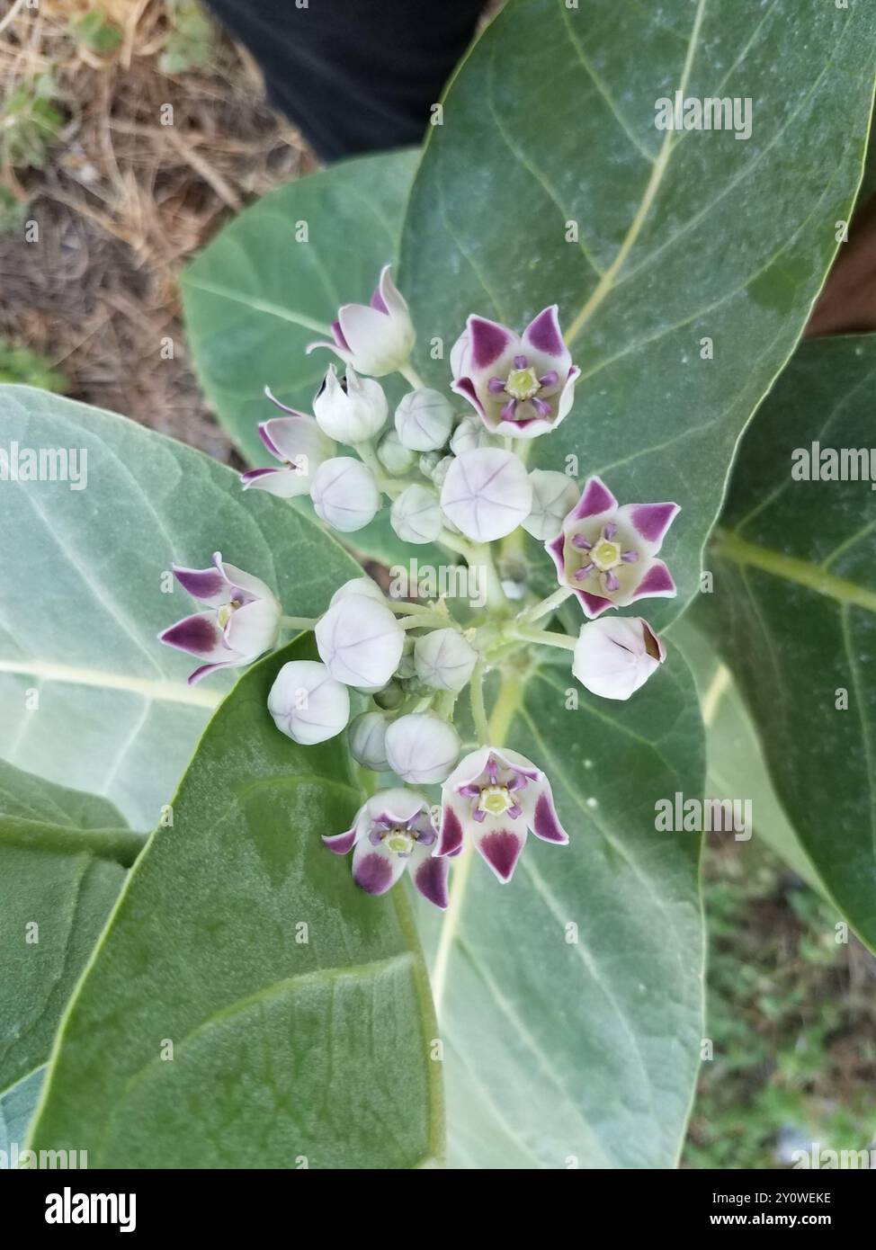 giant milkweed (Calotropis procera) Plantae Stock Photo - Alamy