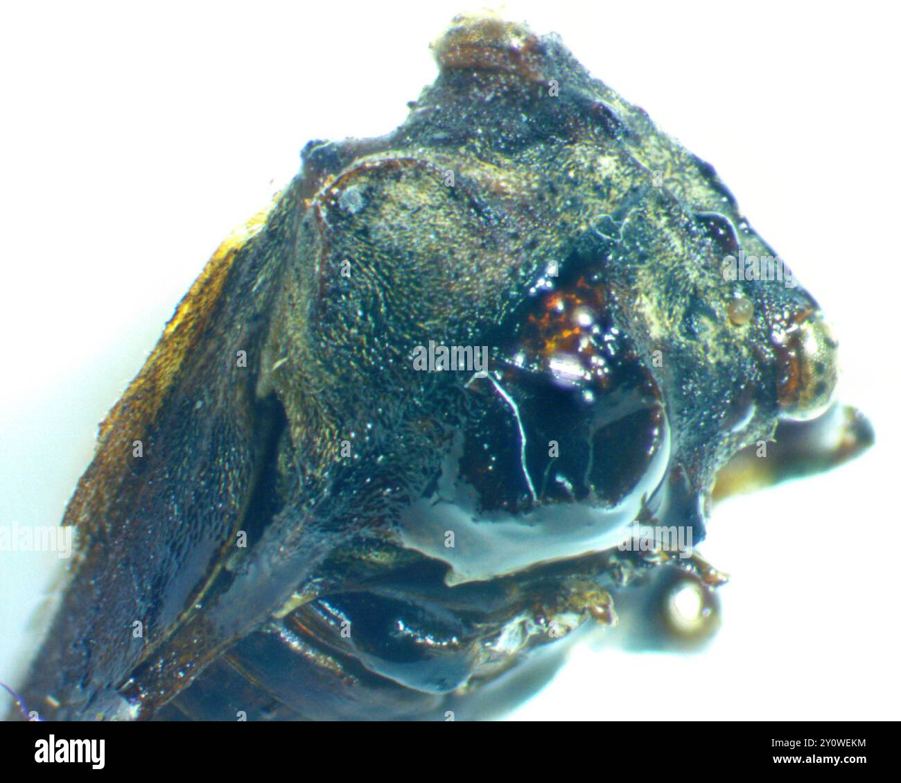 (Microcentrus perditus) Insecta Stock Photo - Alamy