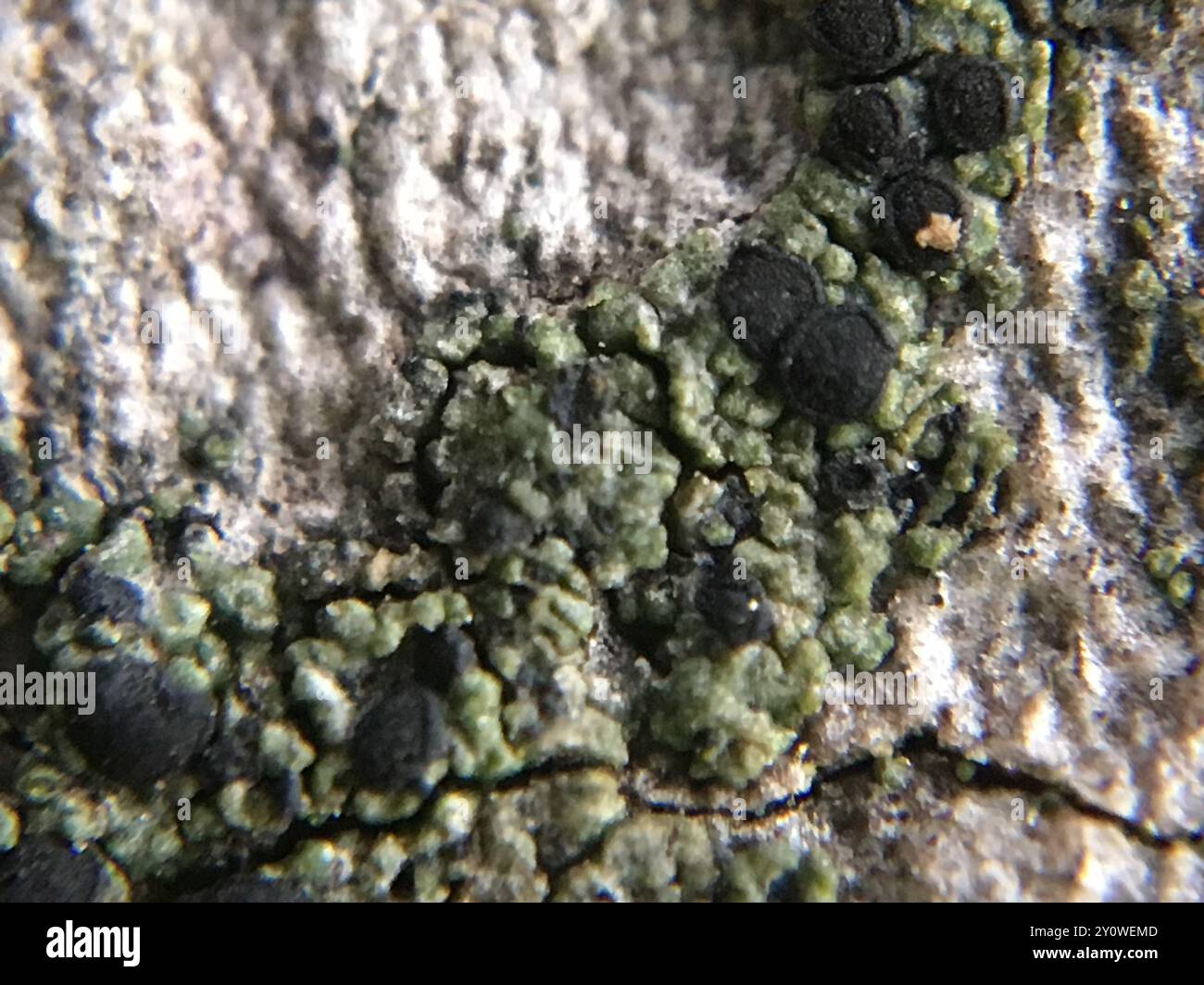 Dot Lichens (Bacidia) Fungi Stock Photo - Alamy