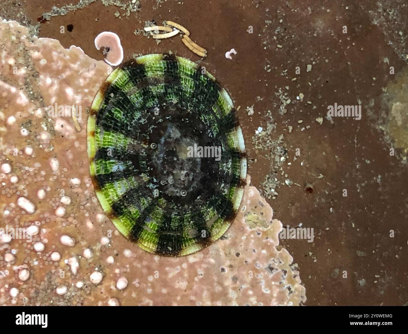 Shield limpet hi-res stock photography and images - Alamy