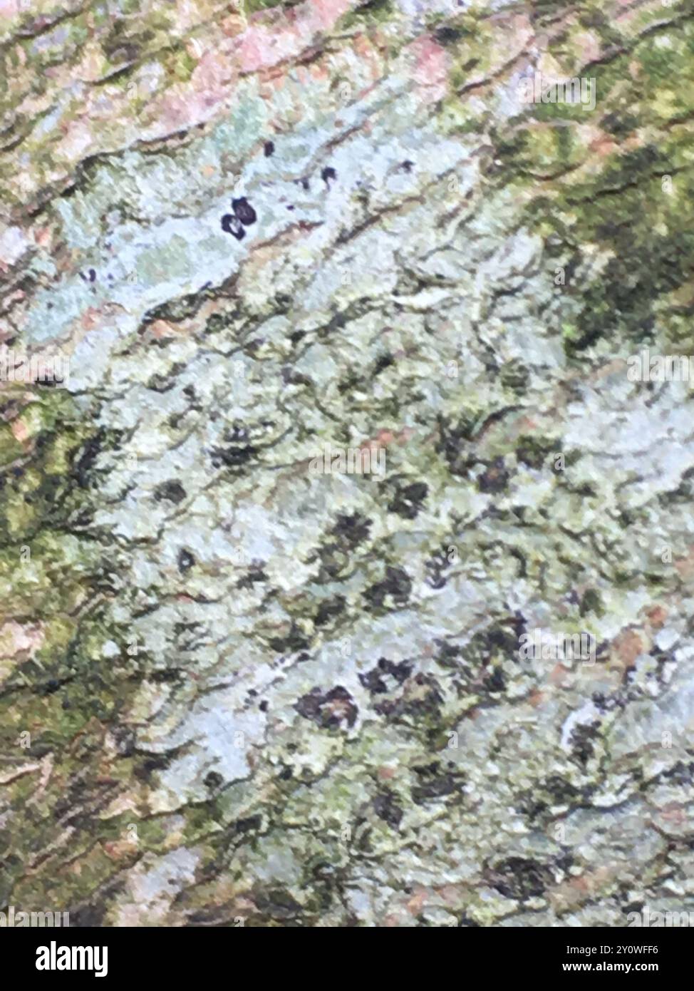 Christmas lichens, comma lichens, and allies (Arthoniaceae) Fungi Stock ...