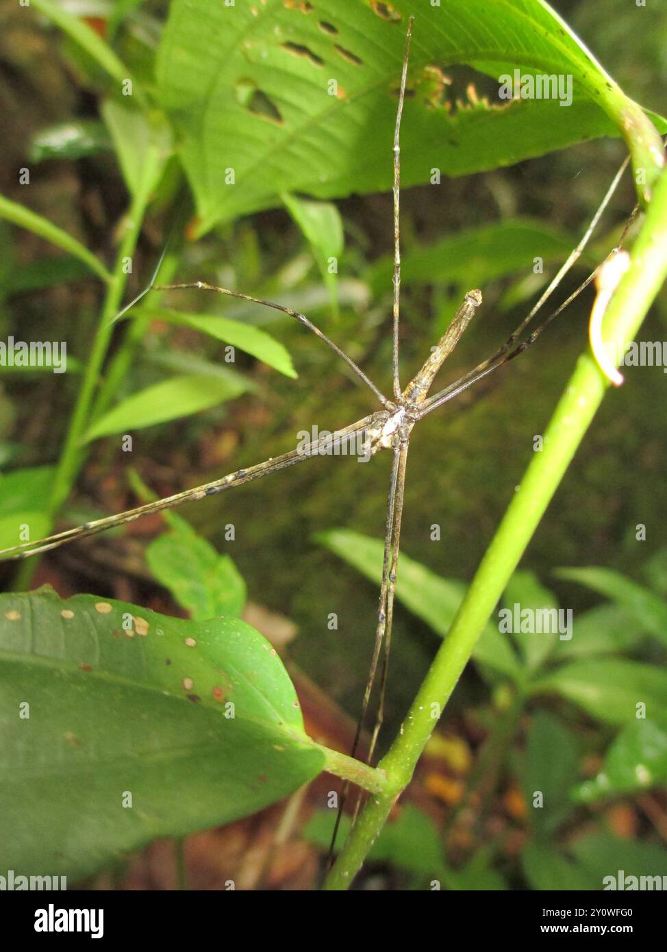 American Ogre-faced Spiders (Deinopis) Arachnida Stock Photo - Alamy