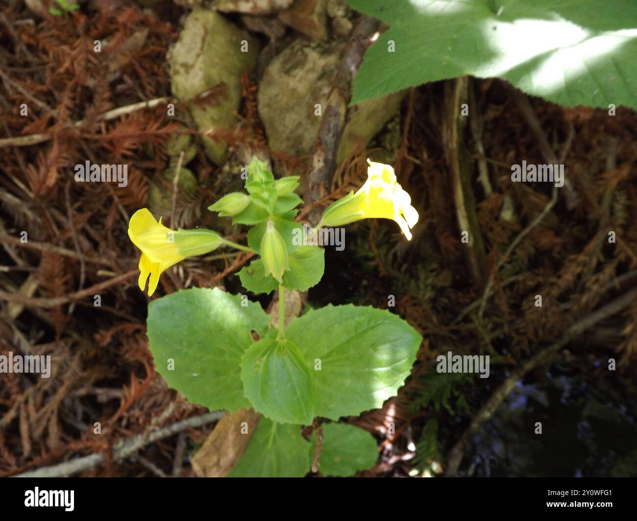 seep monkeyflowers (Simiolus) Plantae Stock Photo - Alamy