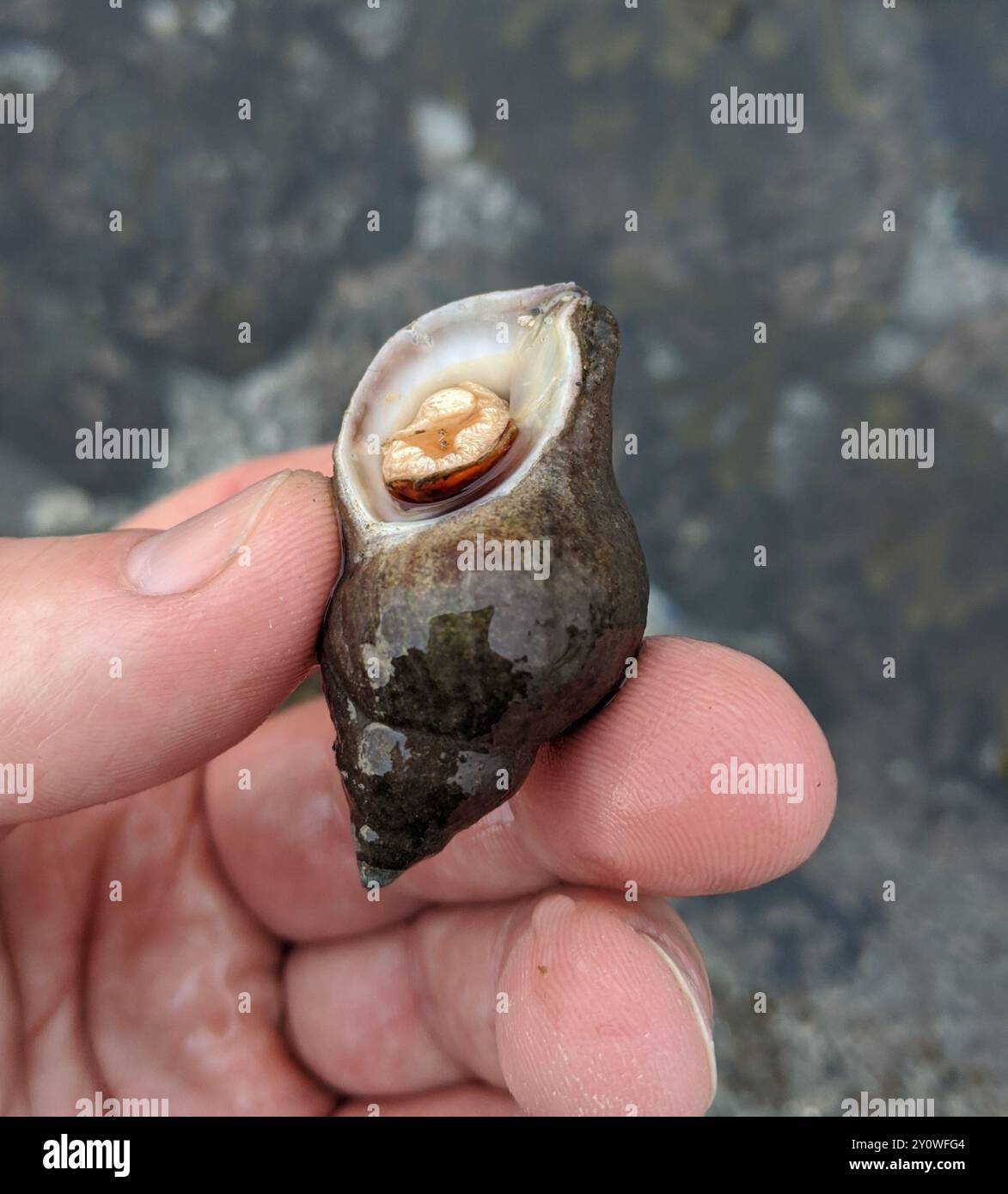 Frilled Dogwinkle (Nucella lamellosa) Mollusca Stock Photo - Alamy