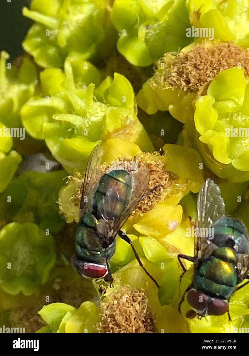 Banded Blowfly (Chrysomya albiceps) Insecta Stock Photo - Alamy