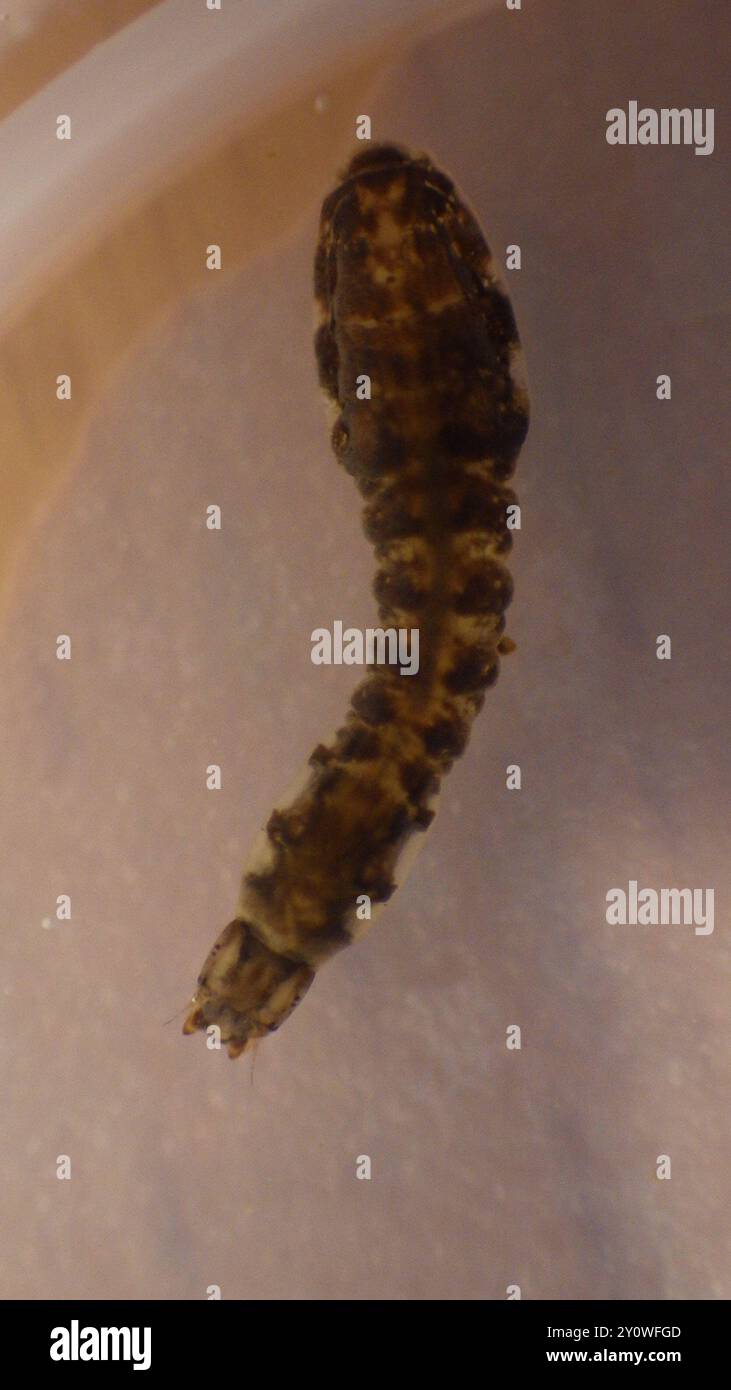 Black Flies (Simuliidae) Insecta Stock Photo - Alamy